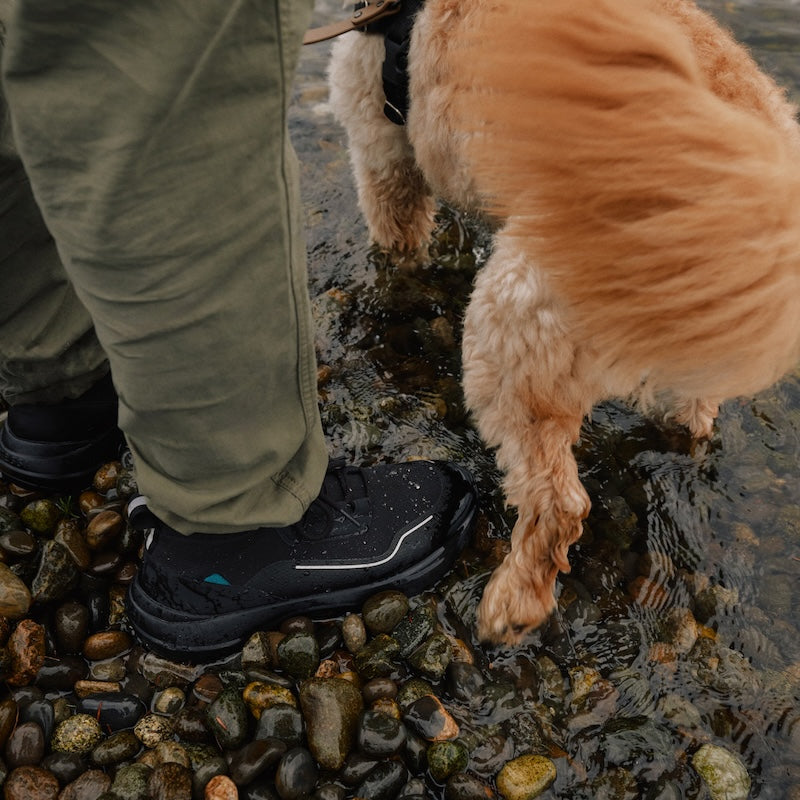 Best Dog Walking Shoes – Vessi